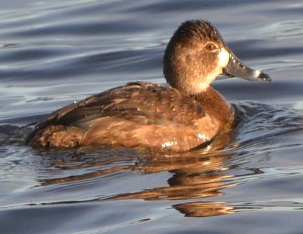 Bird of the Day: Ring-necked Duck