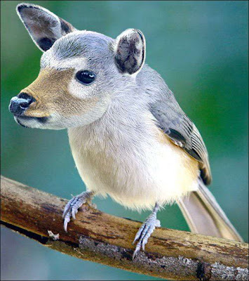 THE BEST COMMENTS أفضل تعليق: Non Existent Animals