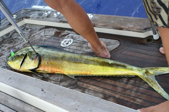 ECONOMY OF NIUE ~ Klima Naturali™