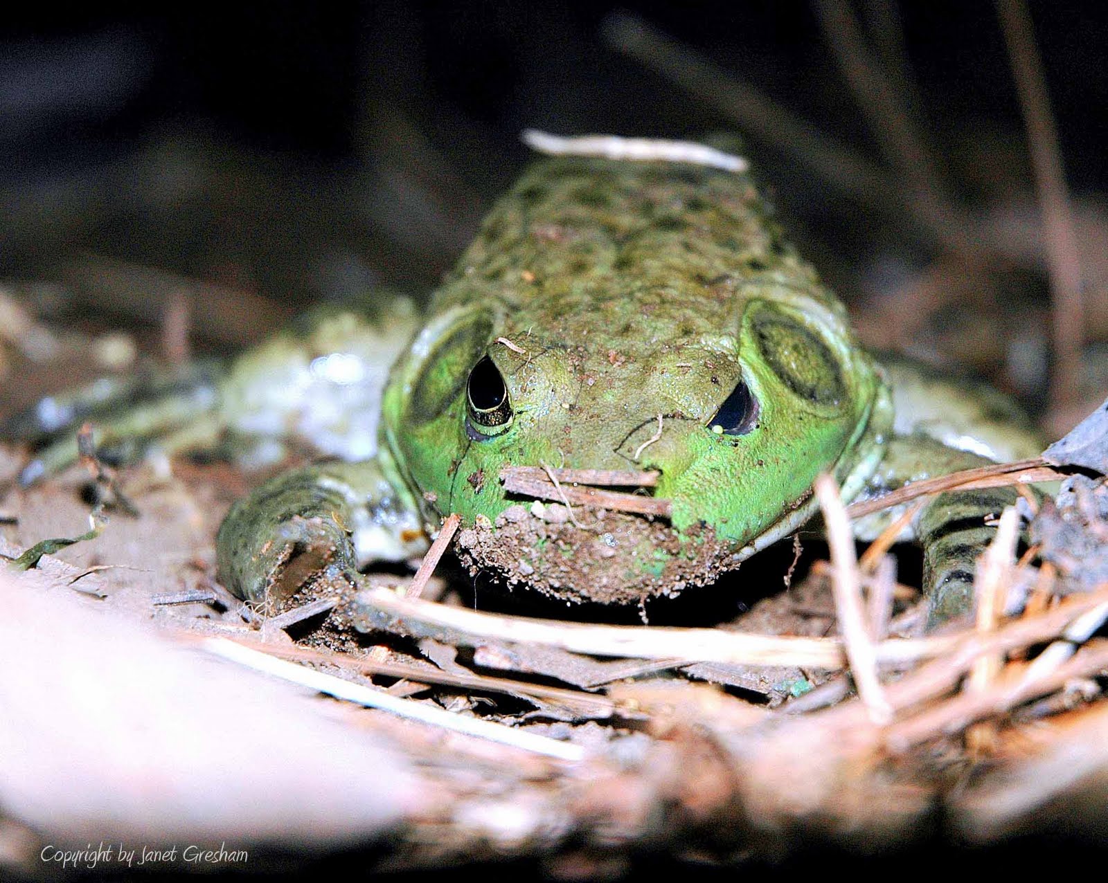 Selma, Ala. Daily Photo: April 2010