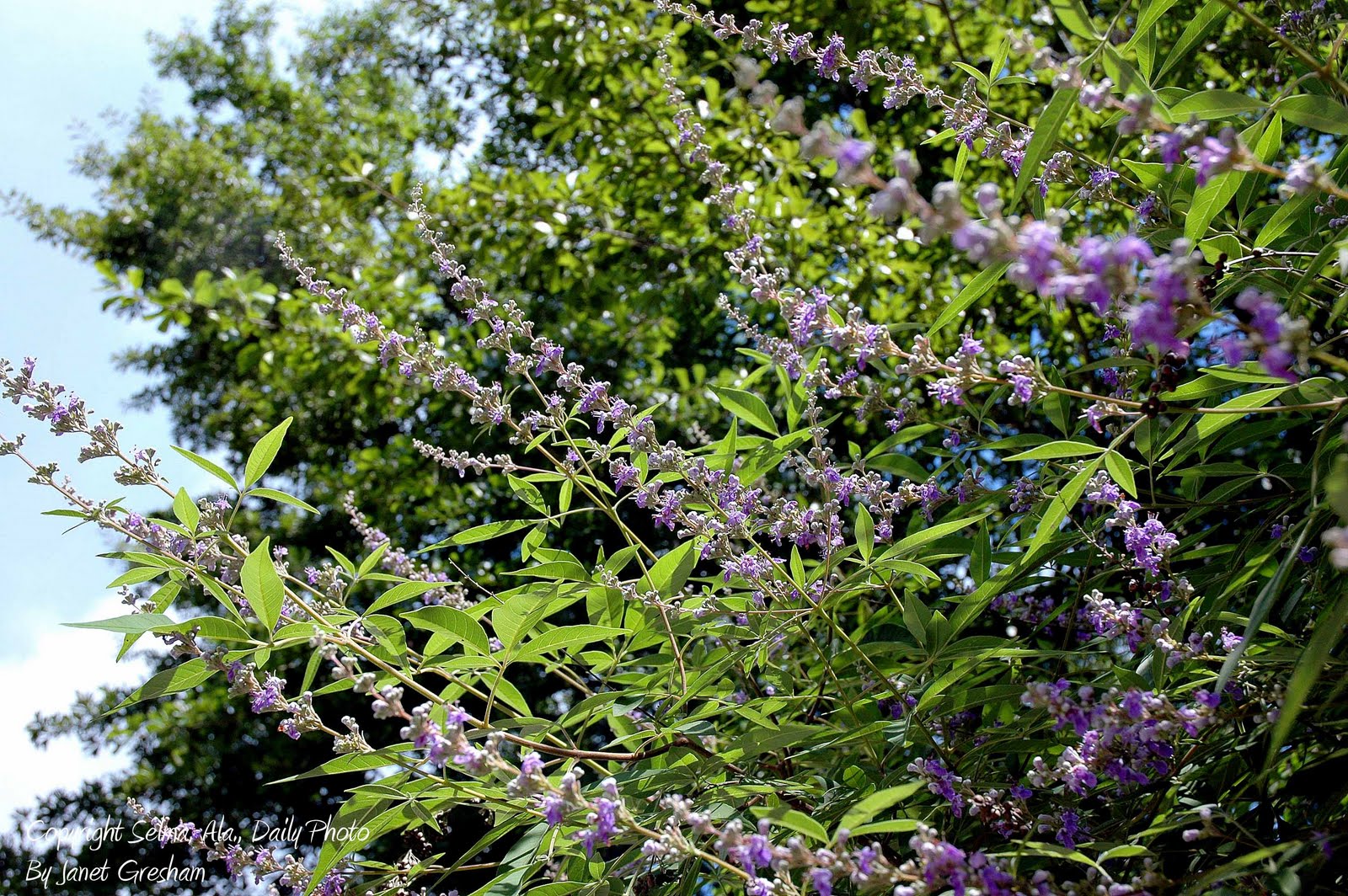 Selma, Ala. Daily Photo: The Blue-Violet Vitex Tree