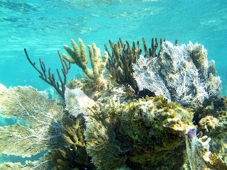 Mexican Caribbean: Arrecife INAH