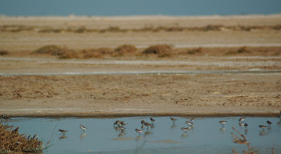 Sahil's Nature Blog: Birding in Al Khor, Qatar