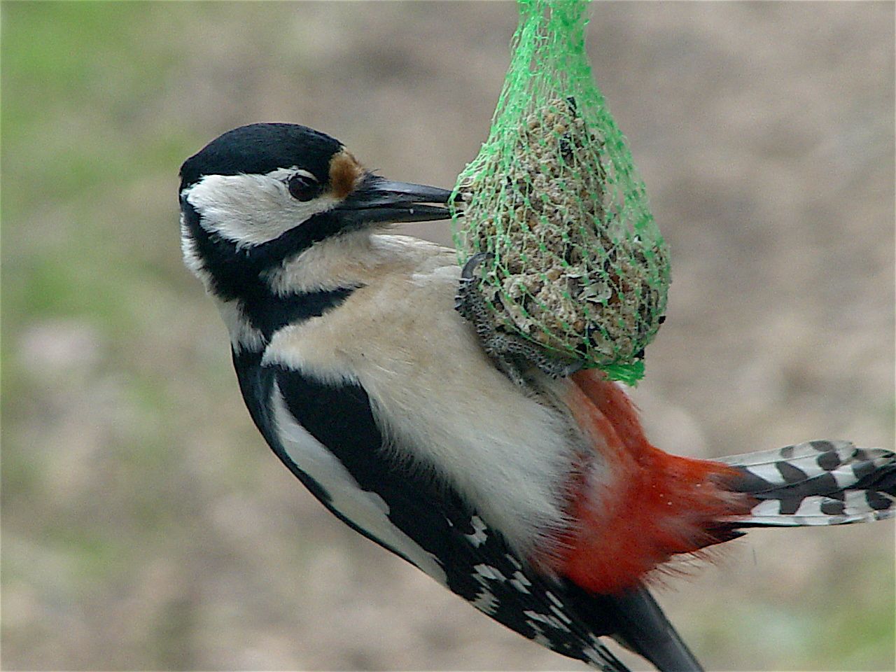 HET WERK: Grote bonte specht/ DENDROCOPOS MAJOR