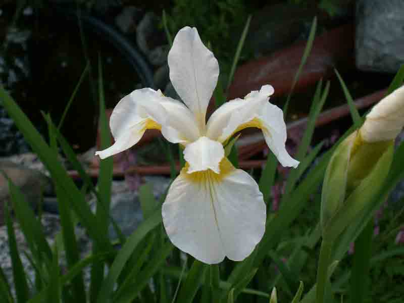 Dreams of Clematis: Trädgårdsmässan och njutning!