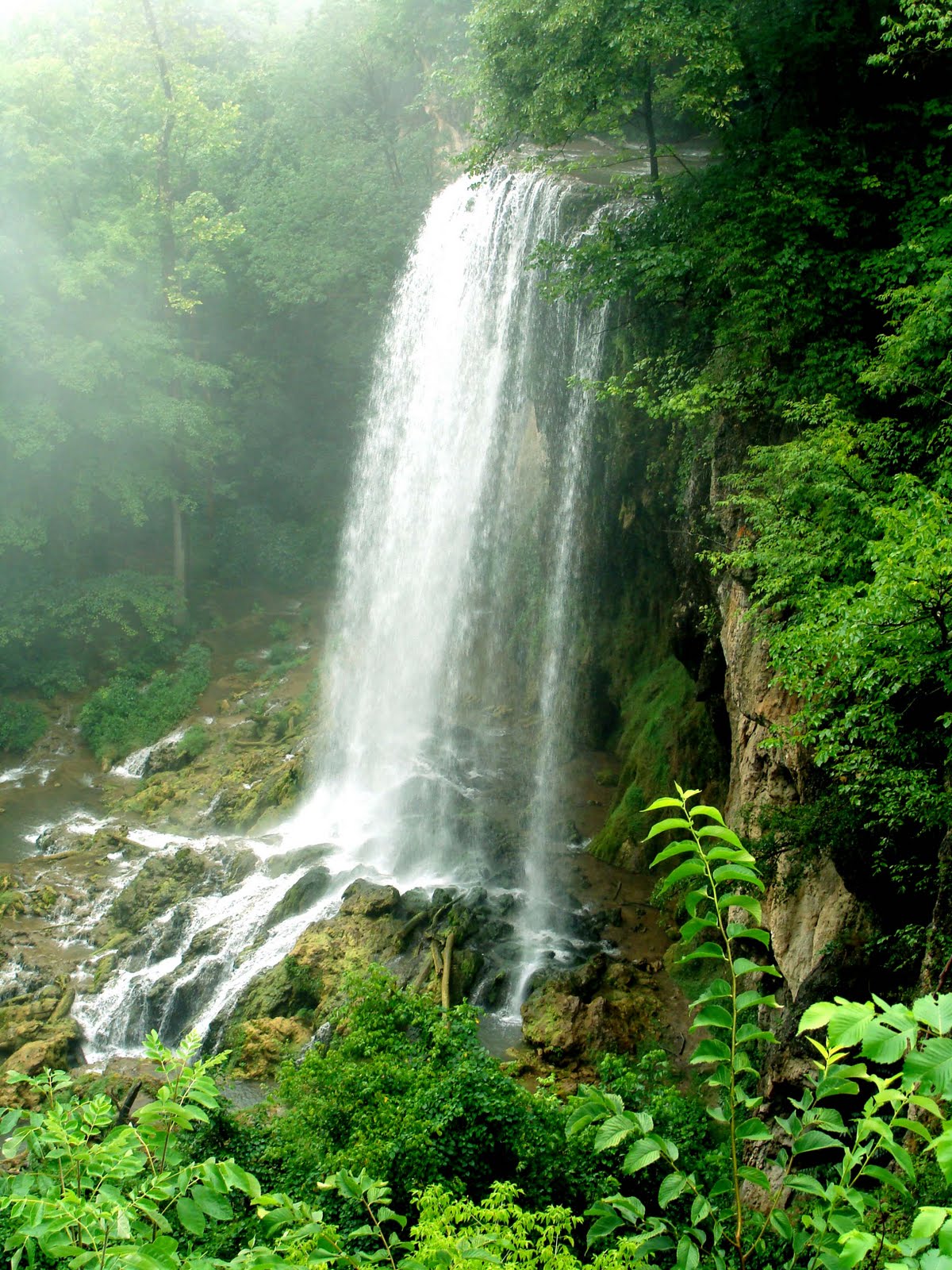 The Maine Vegan: Day Four; piggies, springs, snails, frogs.