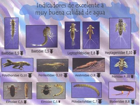 Insectos : Bioindicadores de la calidad del agua: INSECTOS ACUATICOS ...