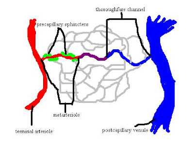 lucid: Let's Talk About Capillaries.