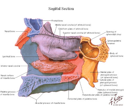 Tu Preparador de Anatomía: enero 2007 - Anatomía humana, anatomía con ...