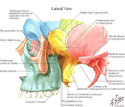 Tu Preparador de Anatomía: enero 2007 - Anatomía humana, anatomía con ...