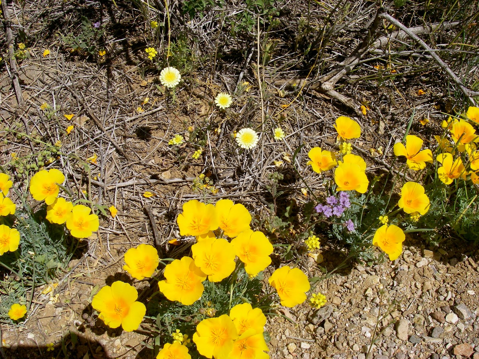 Exploring Around Santa Fe: Wildflowers of Southwestern New Mexico
