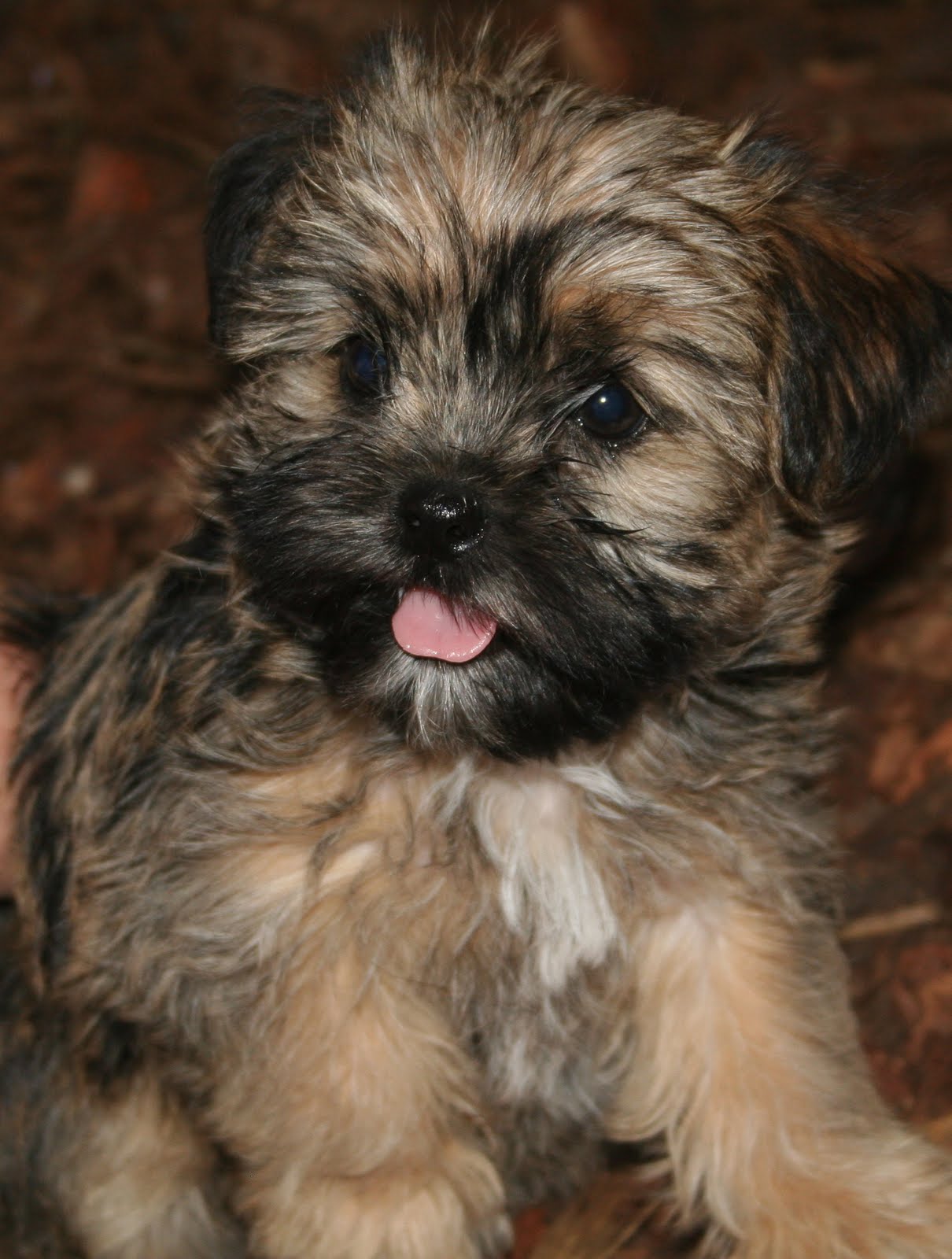 Dog Wallpaper: Maret 2016