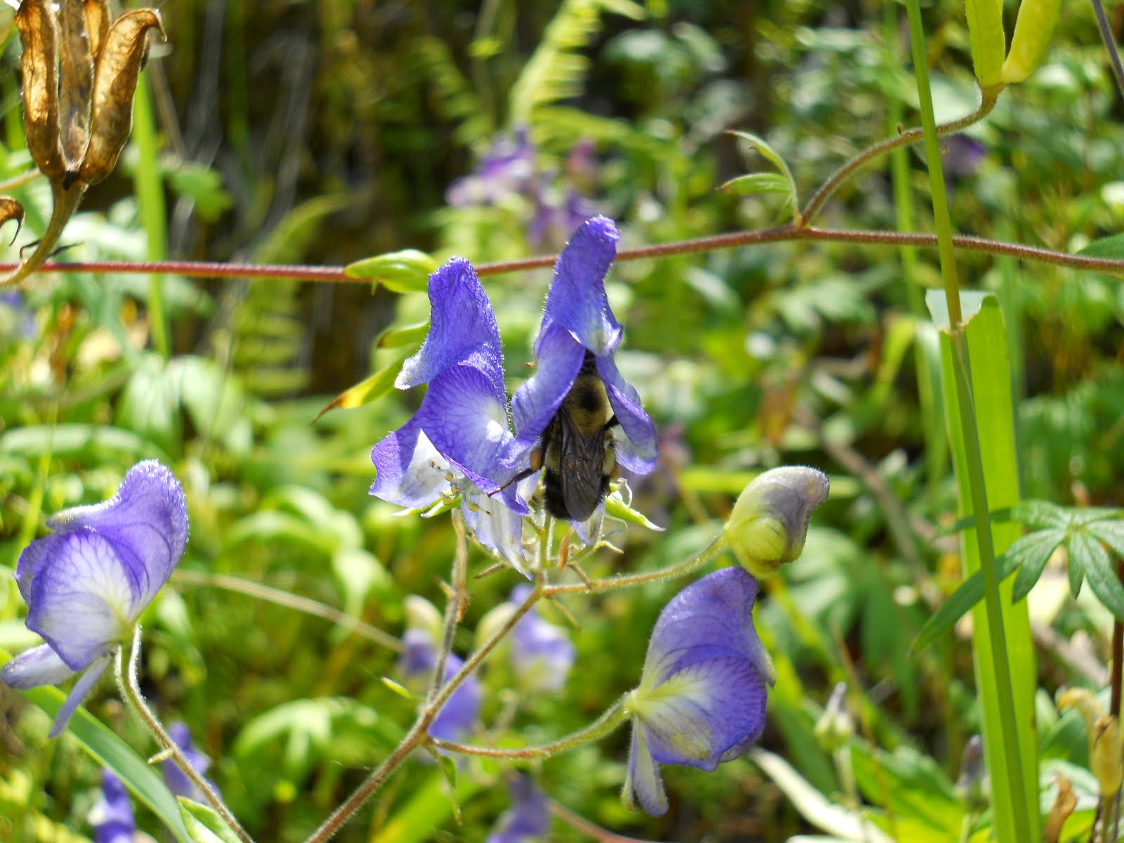 Osborne Welcome and Nature Center: Algific Slopes