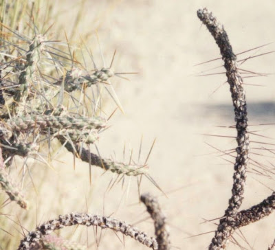 Cannundrums: Pencil and Branched Pencil Cholla