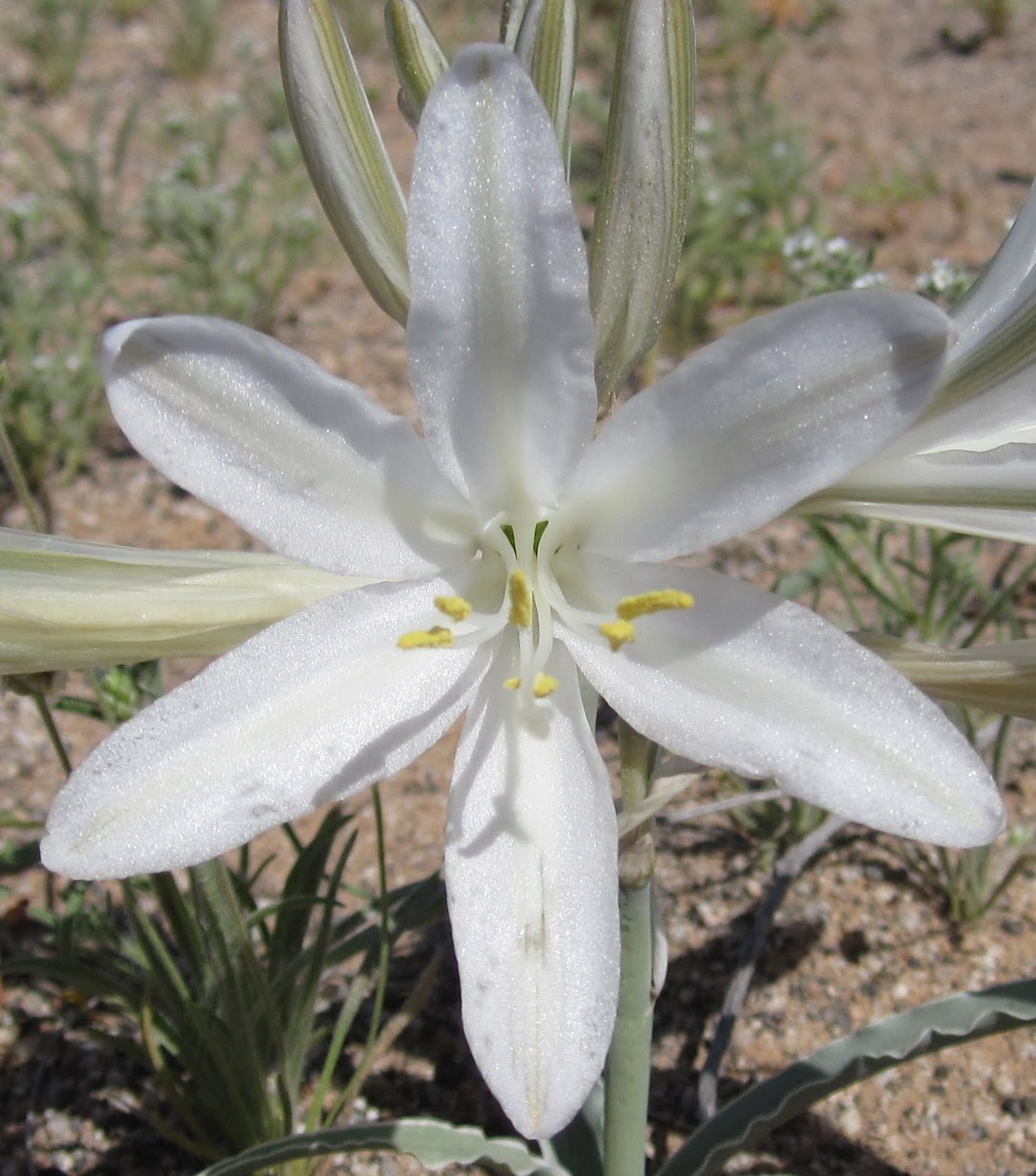 Cannundrums: Ajo Lily