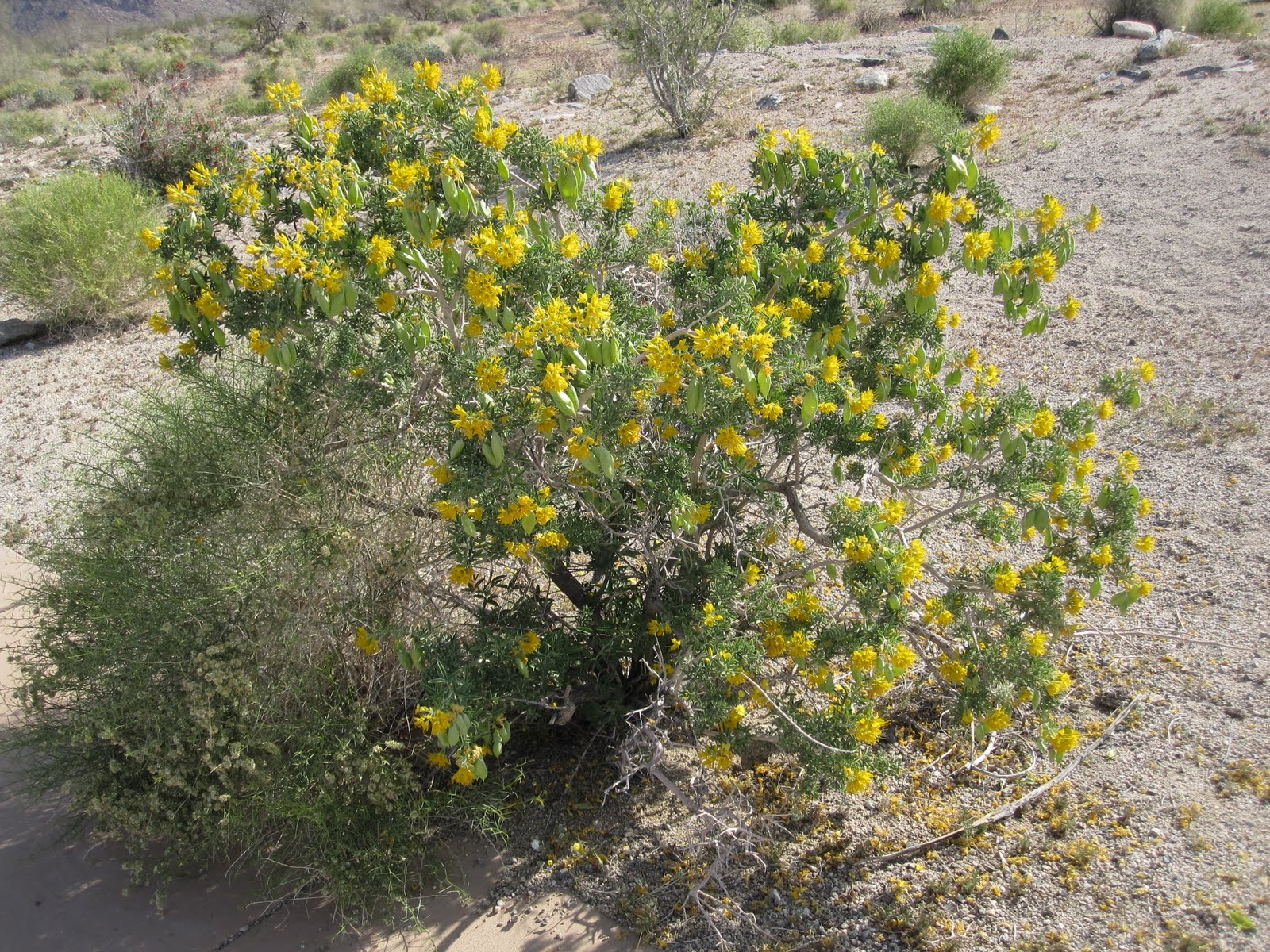 Cannundrums: Bladderpod Spiderflower
