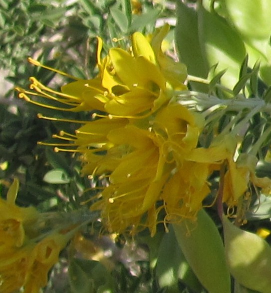 Cannundrums: Bladderpod Spiderflower