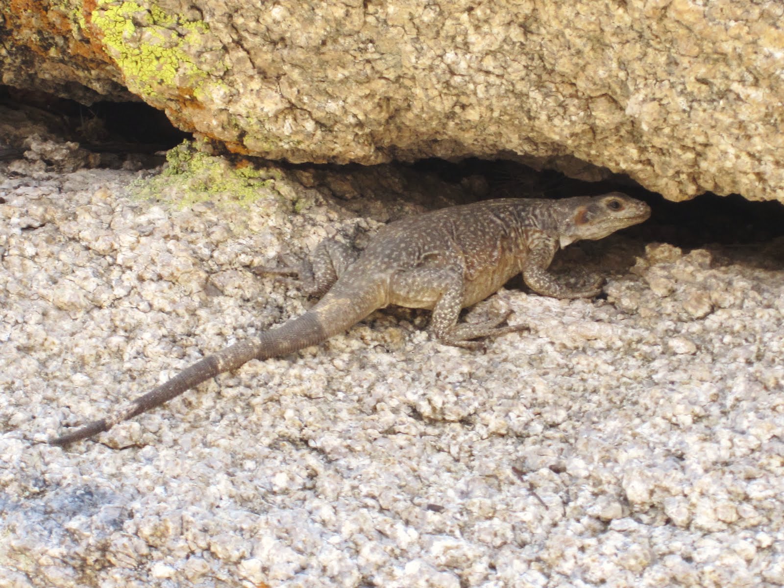 Cannundrums: Chuckwallas