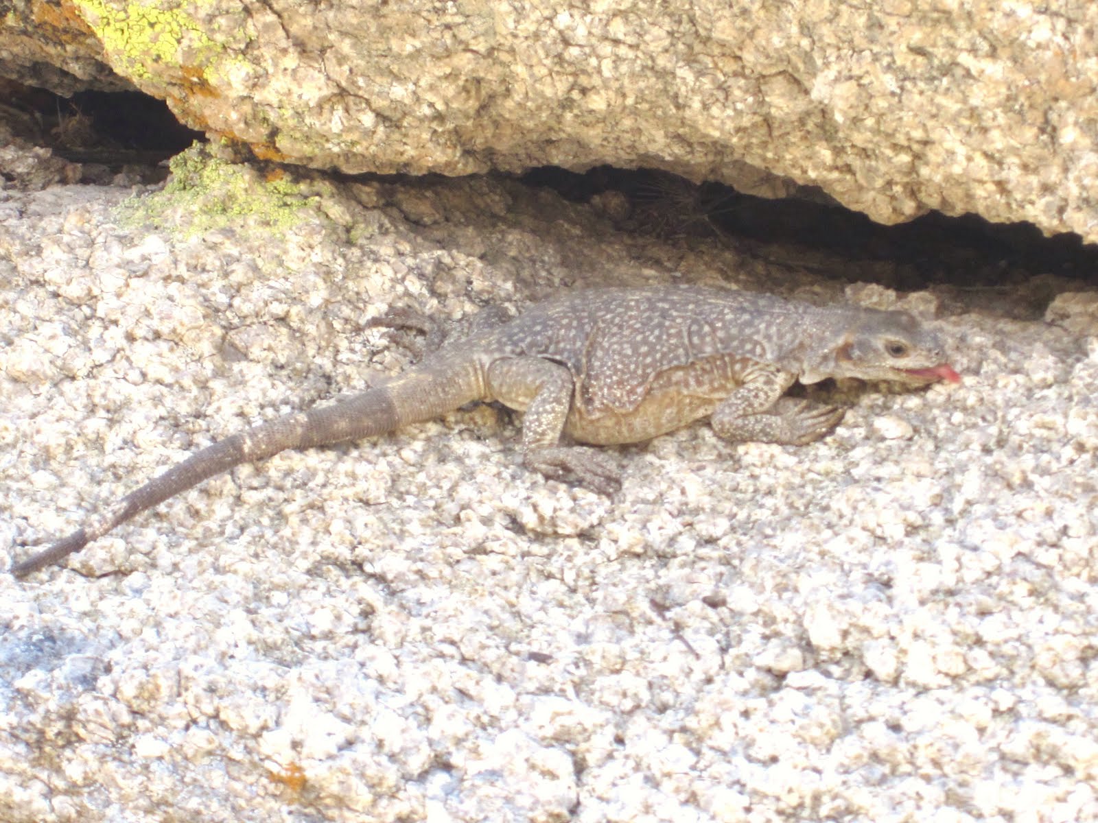 Cannundrums: Chuckwallas