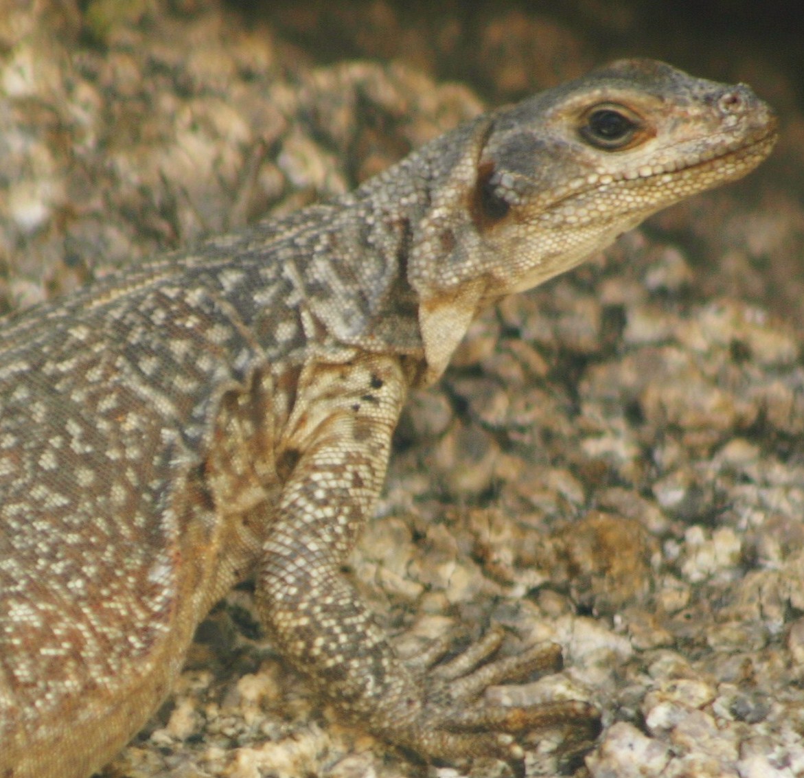 Cannundrums: Chuckwallas