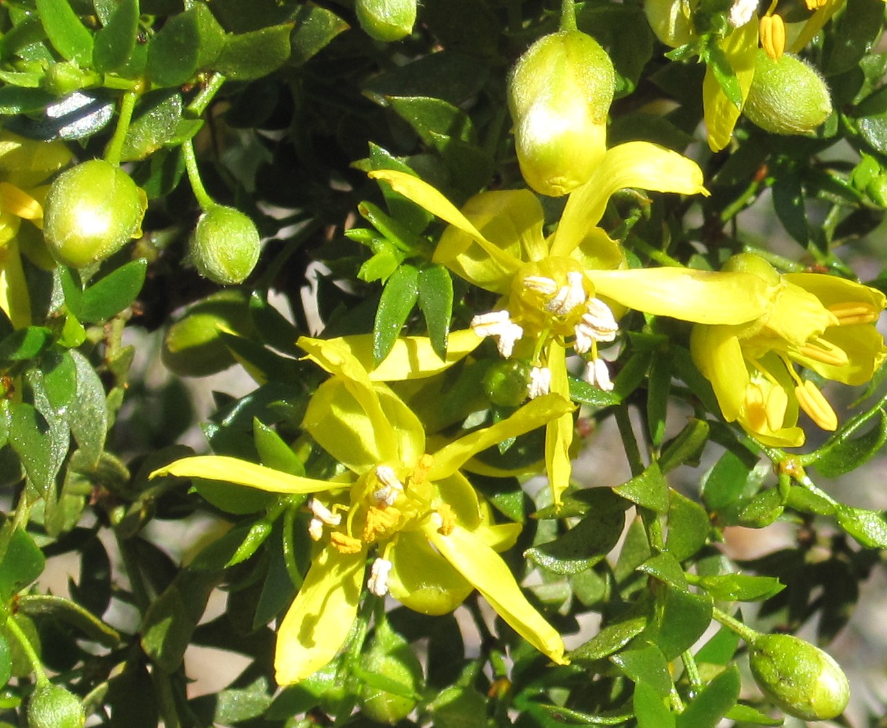 Cannundrums: Creosote Bush