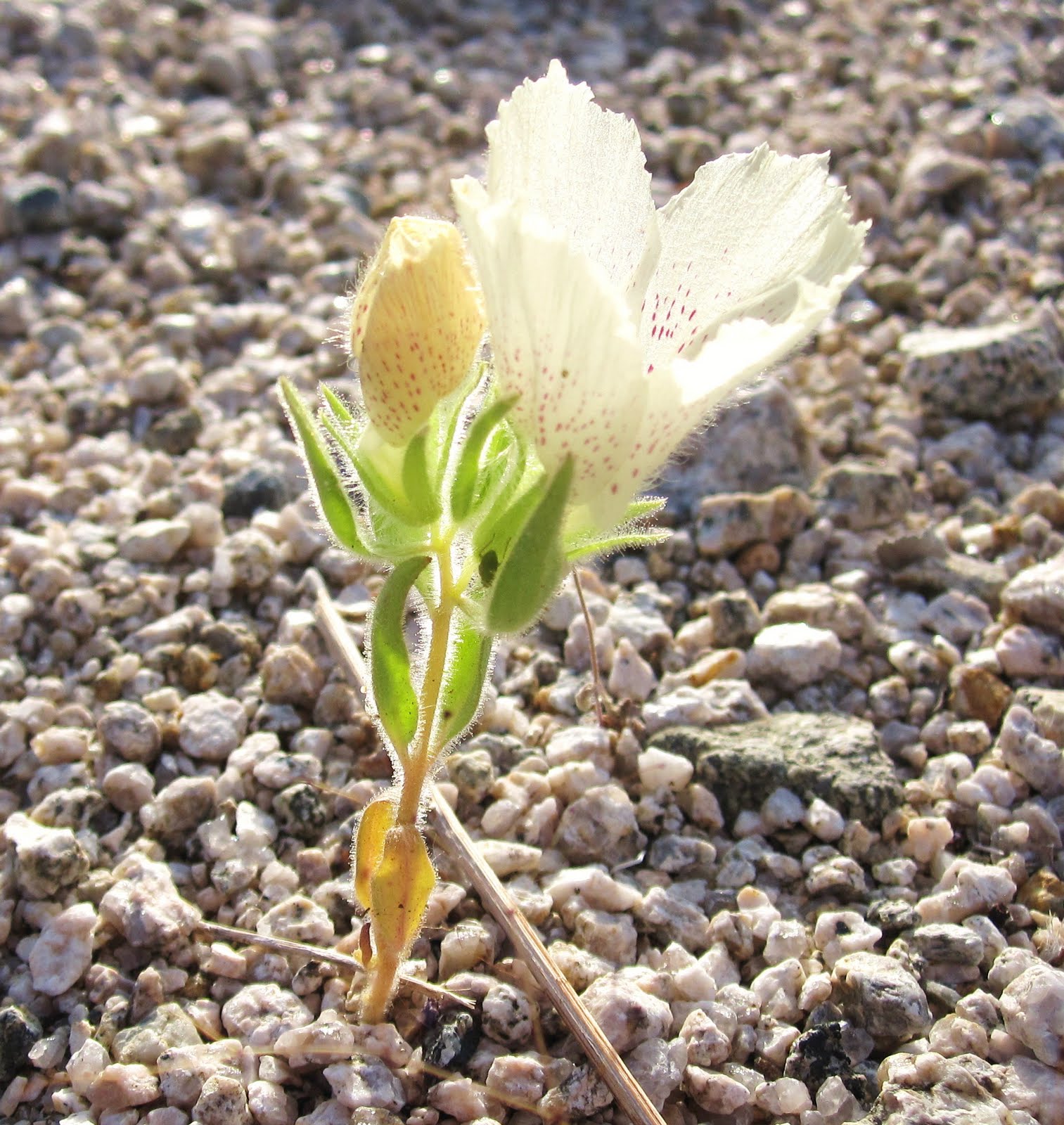 Cannundrums: Ghost Flower or Mojave Flower