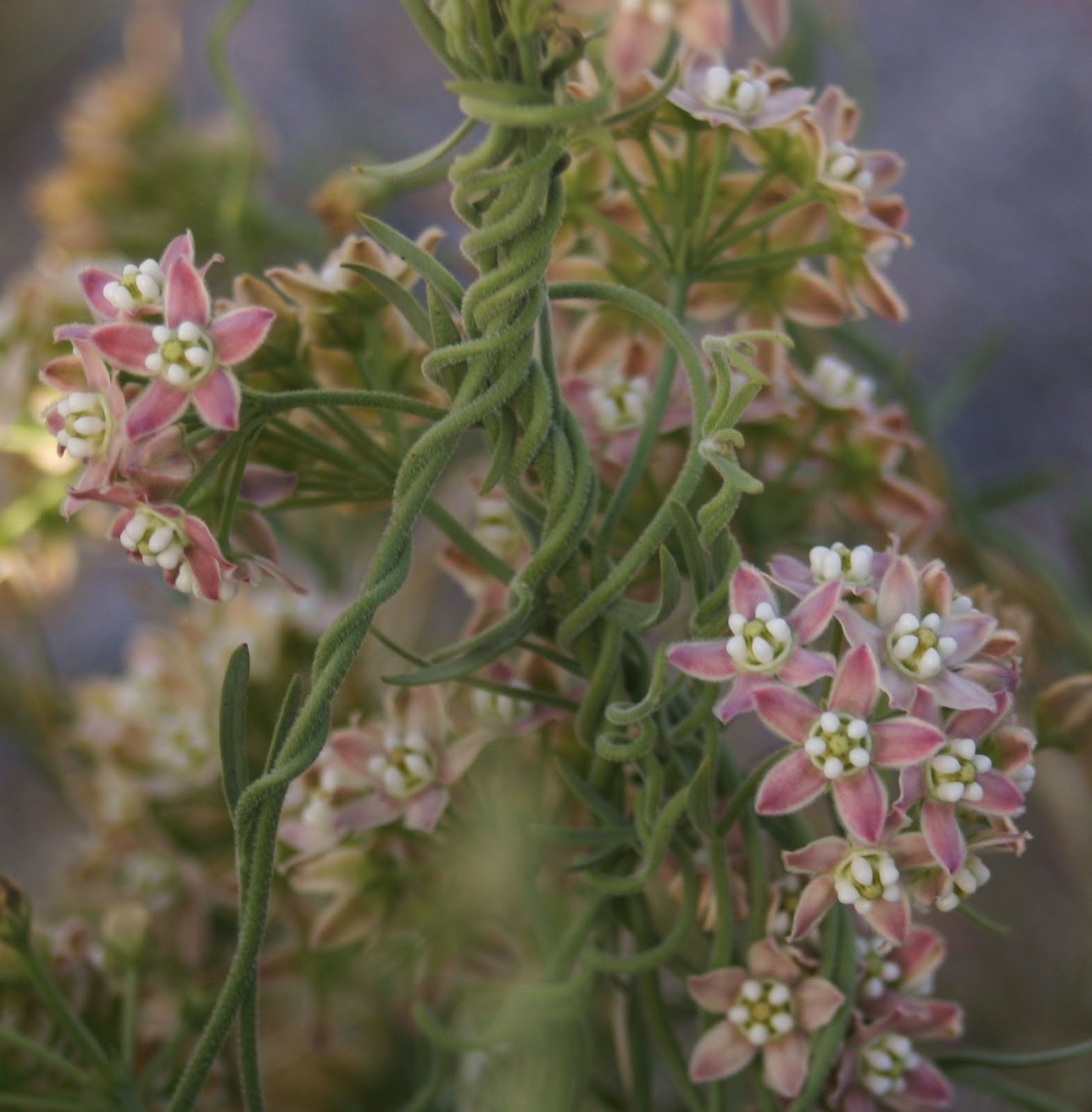Cannundrums: Fringed Twinevine or Climbing Milkweed