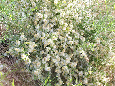 Cannundrums: Burrobrush or Cheesebush