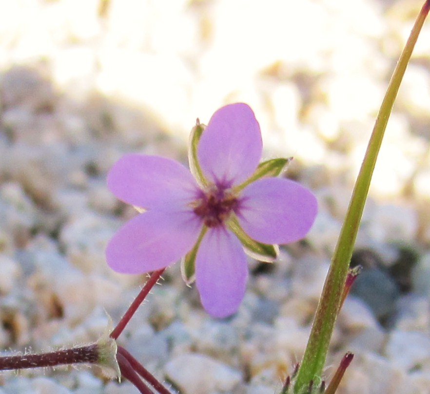 Cannundrums: Redstem Filaree or Storksbill