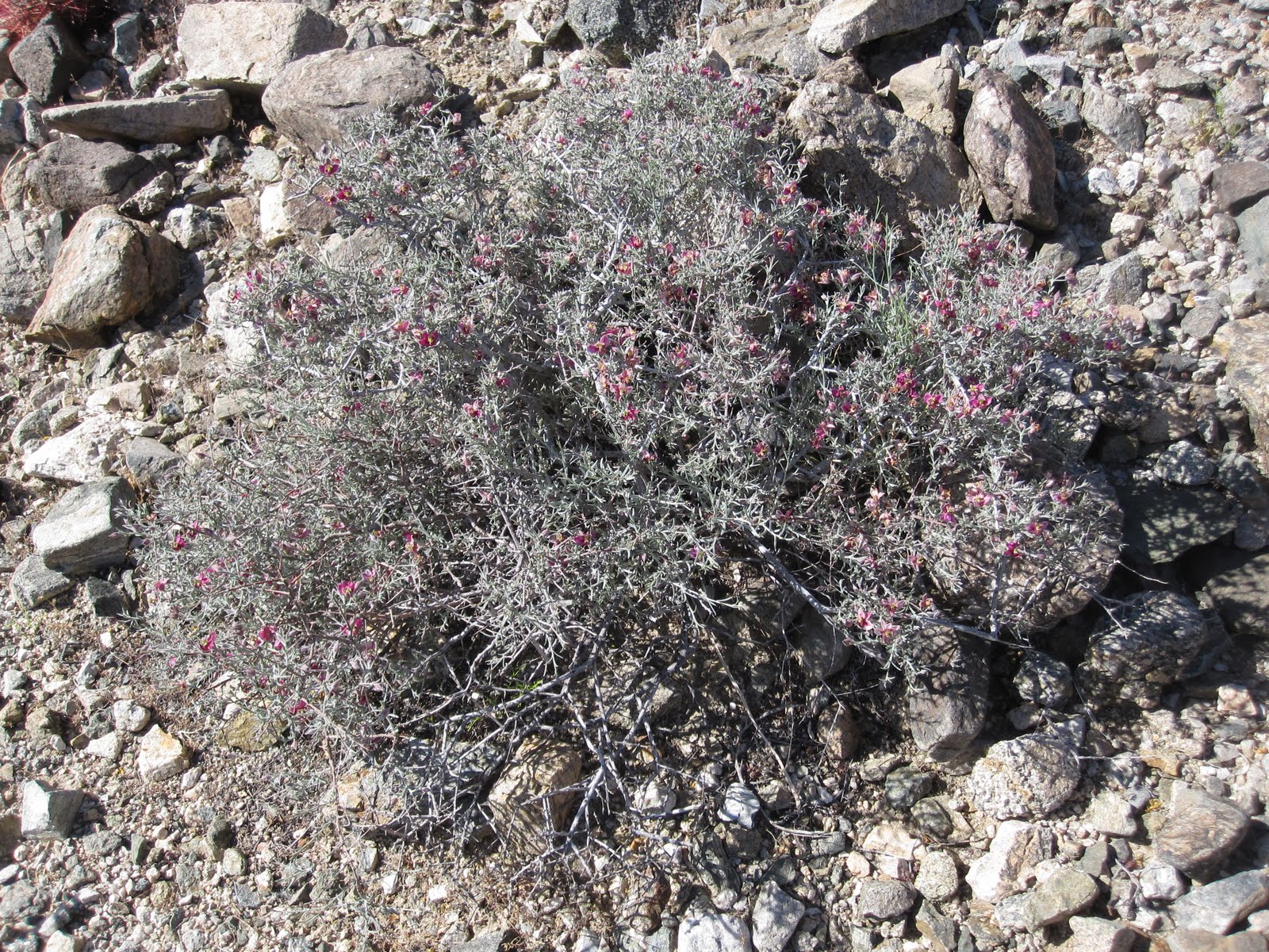 Cannundrums: Pima Rhatany or Littleleaf Ratany