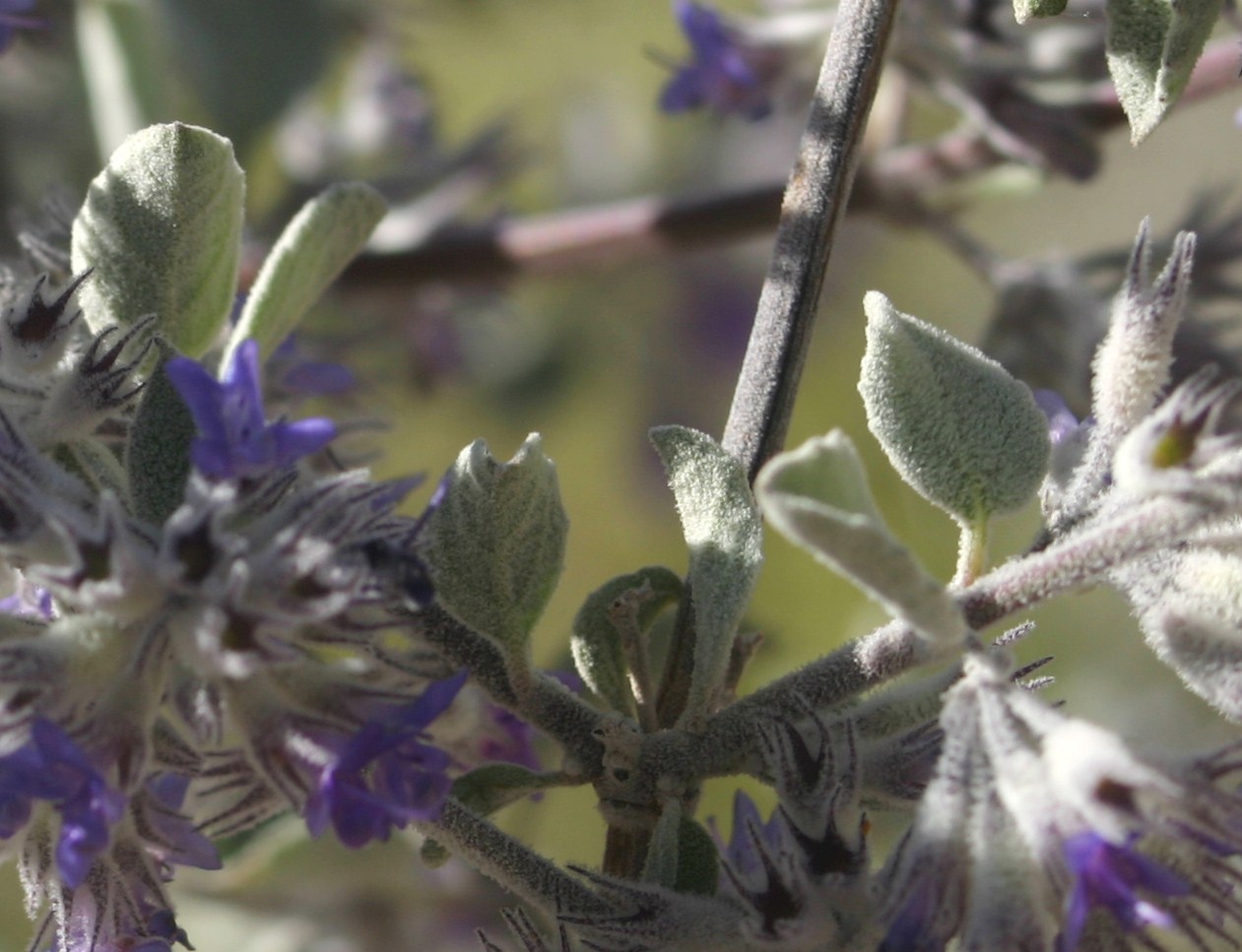 Cannundrums: Desert Lavender