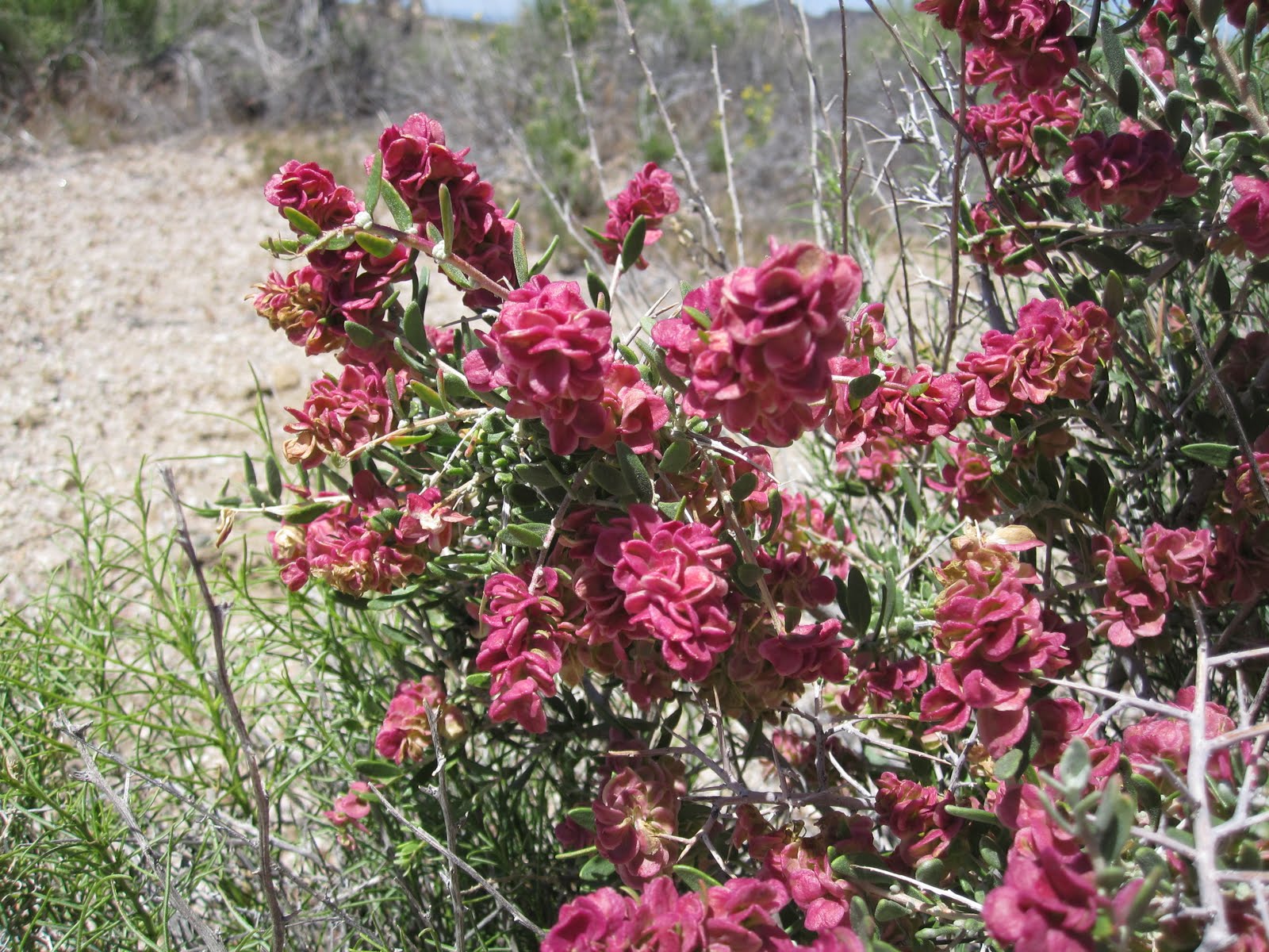 Cannundrums: Spiny Hopsage