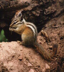 Uinta Chipmunk