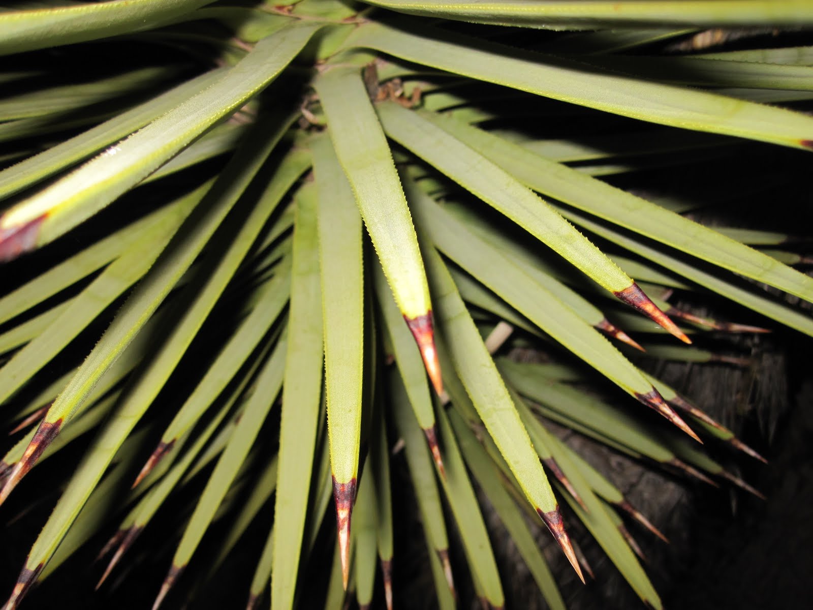 Cannundrums: Joshua Tree