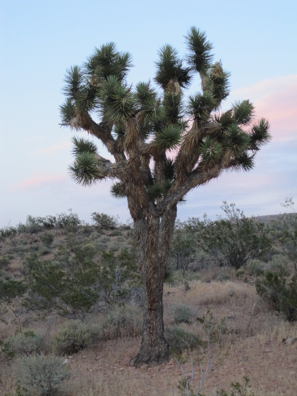 Cannundrums: Joshua Tree