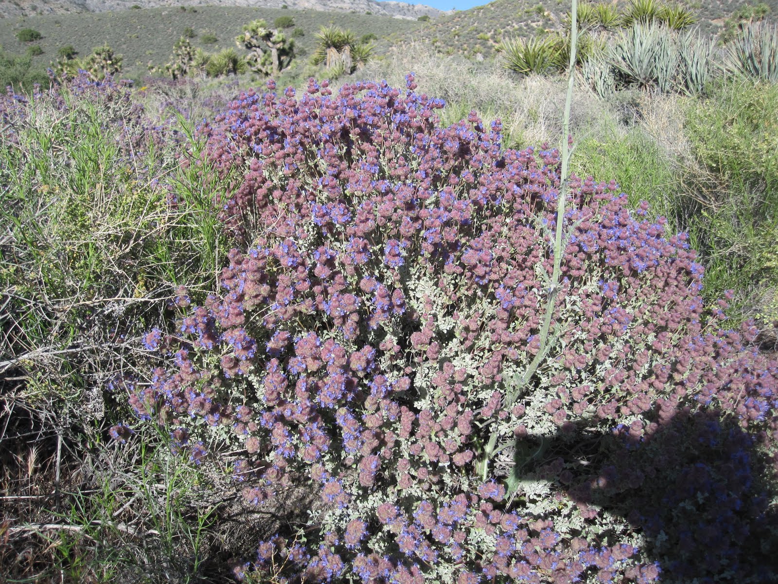 Cannundrums: Purple Sage