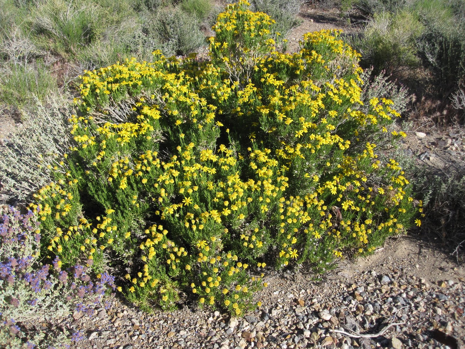 Mojave National Preserve : America's National Parks ～アメリカの国立公園を訪ねて～