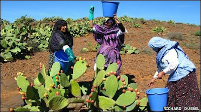 THE VIEW FROM FEZ: Cactus bears fruit for Morocco