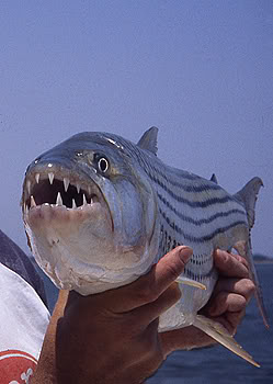 จ้าวน้อยฟิชชิ่ง ตกปลาฮาเฮ เร่ไปเพราะใจสั่งมา: African Tiger Fish พยัค ...
