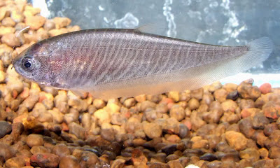 จ้าวน้อยฟิชชิ่ง ตกปลาฮาเฮ เร่ไปเพราะใจสั่งมา: วงศ์ปลากราย(Notopteridae)