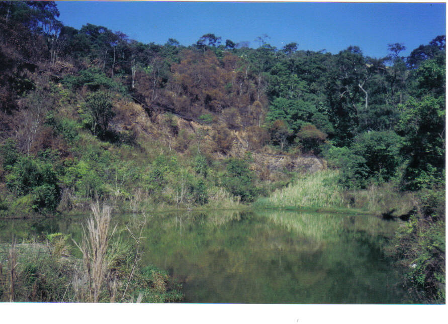 PARQUE PUBLICO DO GUARACIABA- AREAS VERDES: Parque Guaraciaba- foto 2001