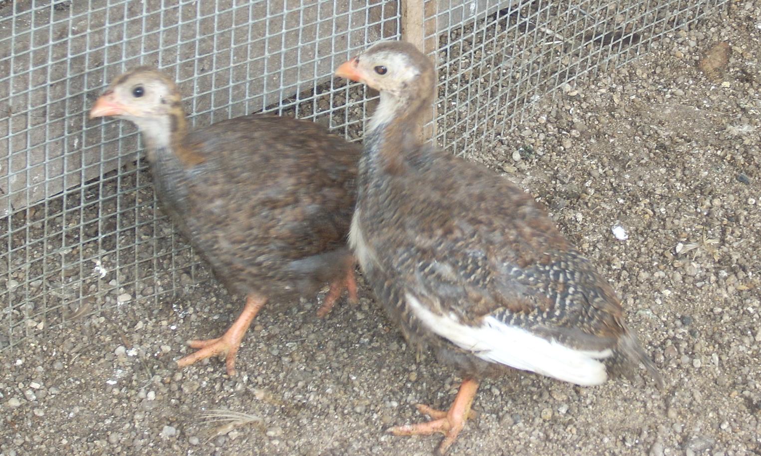 My Peacock Farm: Pied Guinea Fowl