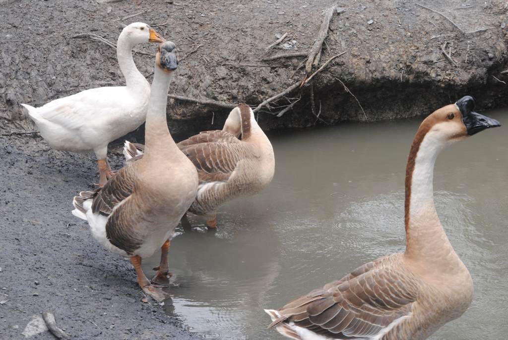 My Peacock Farm: January 2011