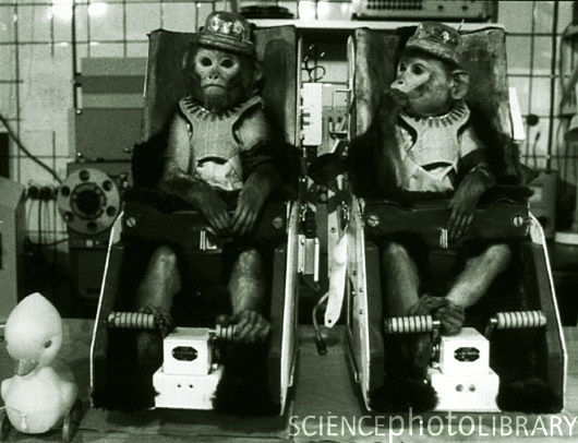 Primate Freedom: Odds and Ends in the History of Vivisection