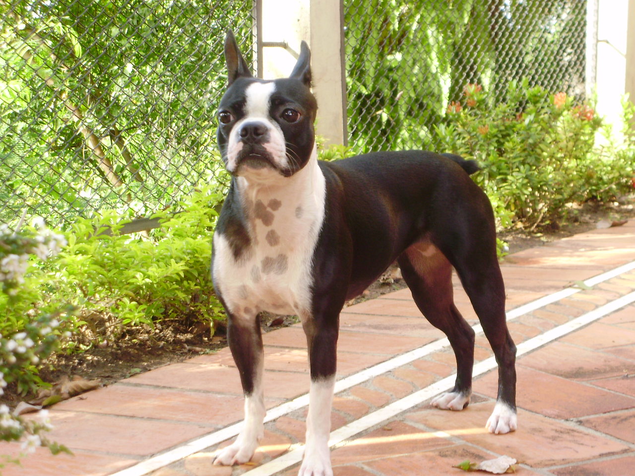 CRIADERO TERRIER DE LA PEDRERA: FOTOS DE "LOLA"