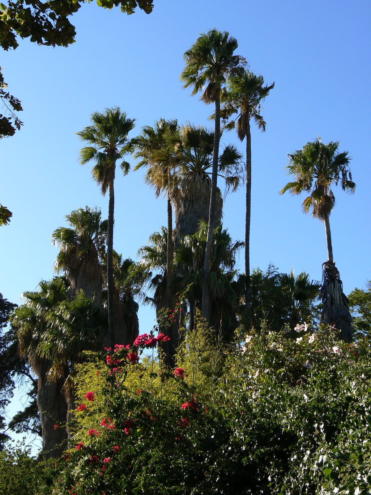 Amigos do Botânico: Seminário Património Científico: Instituto de ...