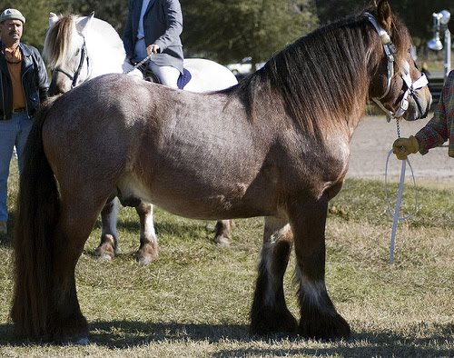 All About Horses: Information about the Ardennes horse