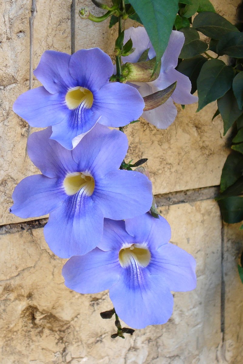Simple Photography: Blue Flowers of November.