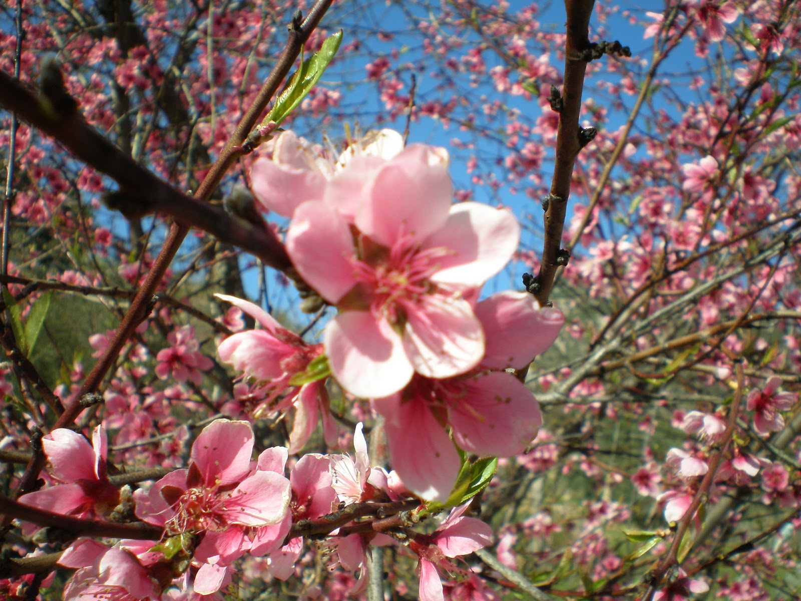 A la salud por las flores: Melocotón -Durazno-Prunus Pérsica
