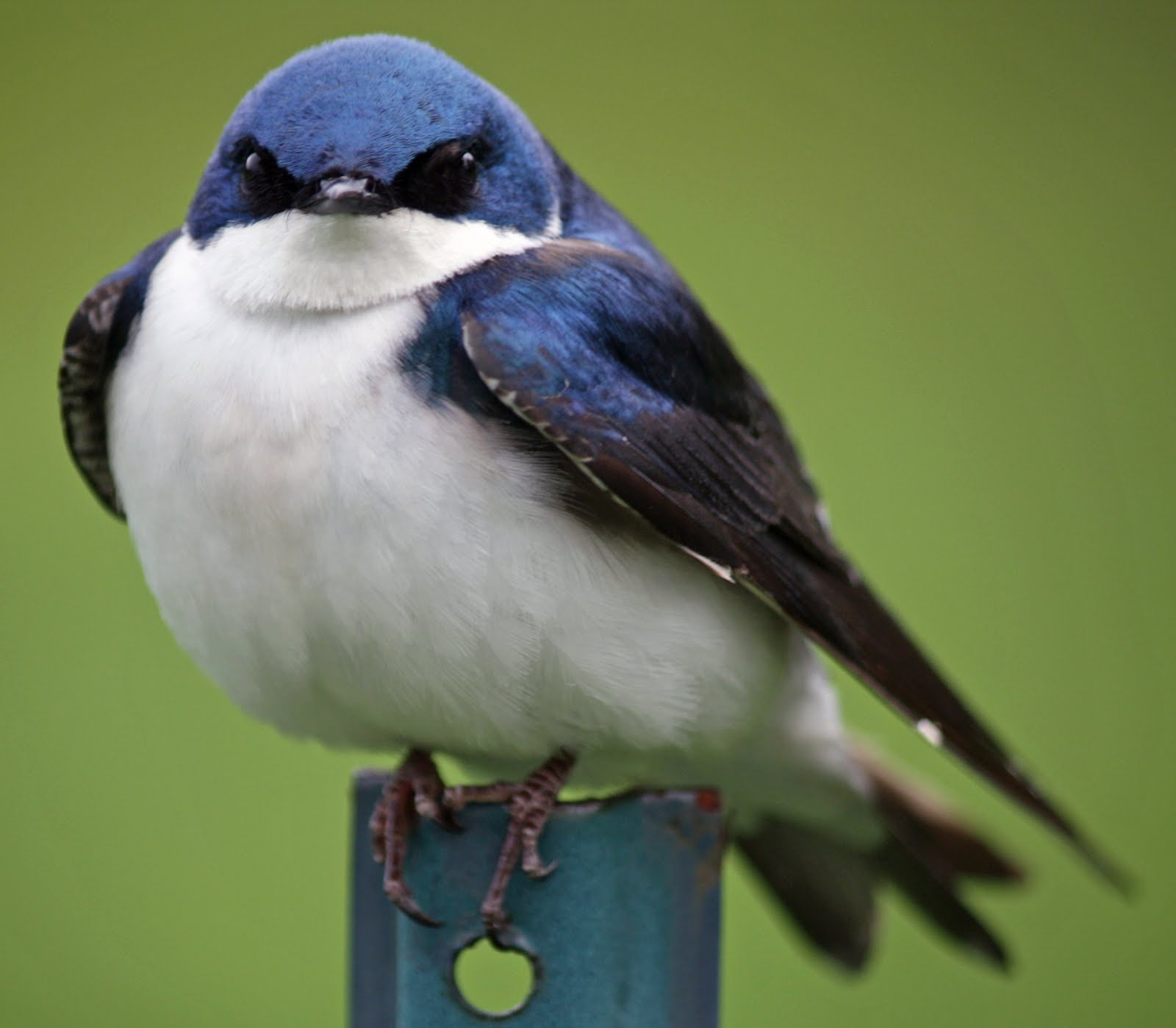 FairWinds...: Little happy birds...